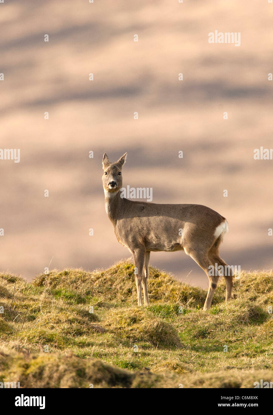 Capreolus capreolus- roe deer in Scotland Stock Photo - Alamy