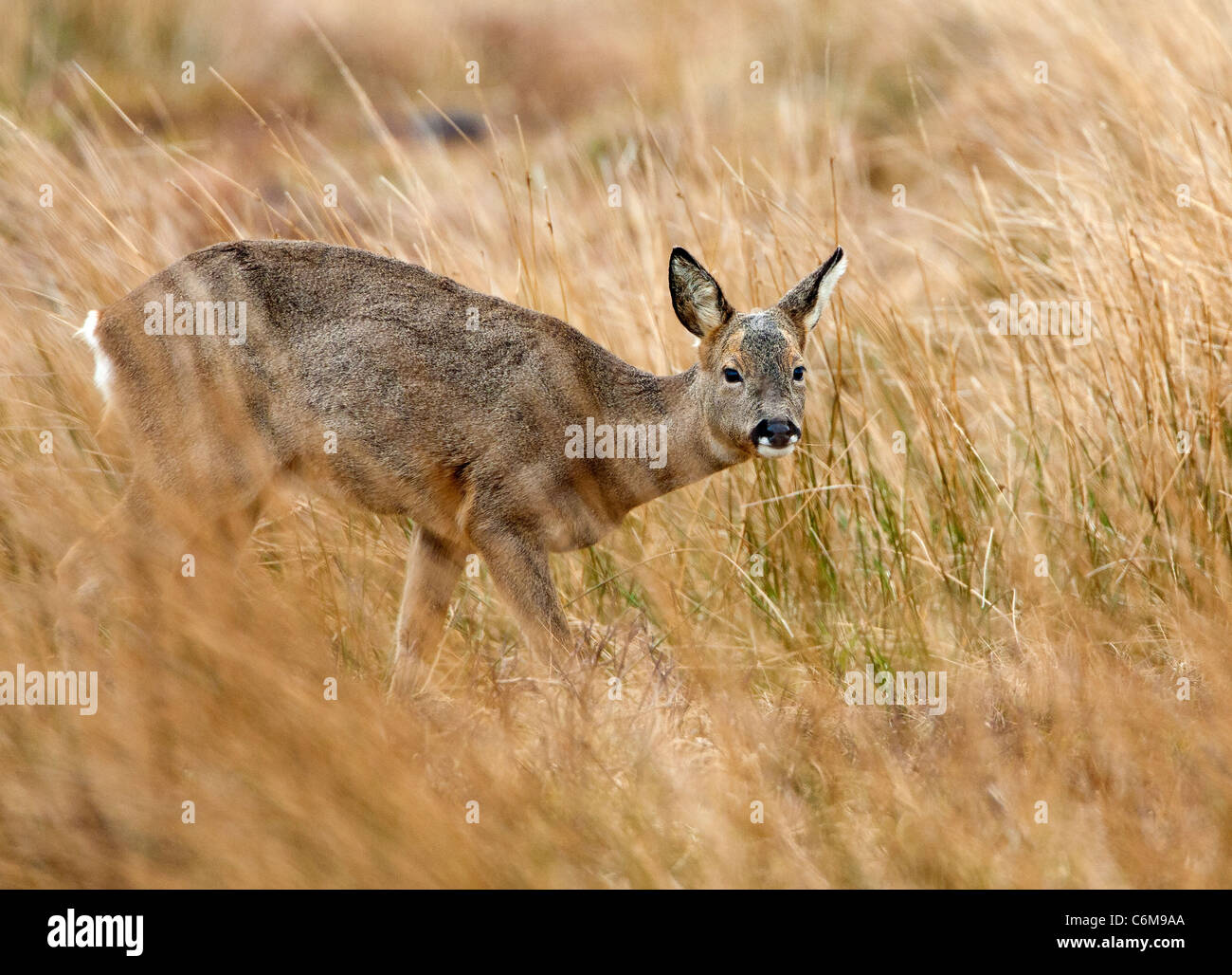 Capreolus capreolus- roe deer in Scotland Stock Photo - Alamy
