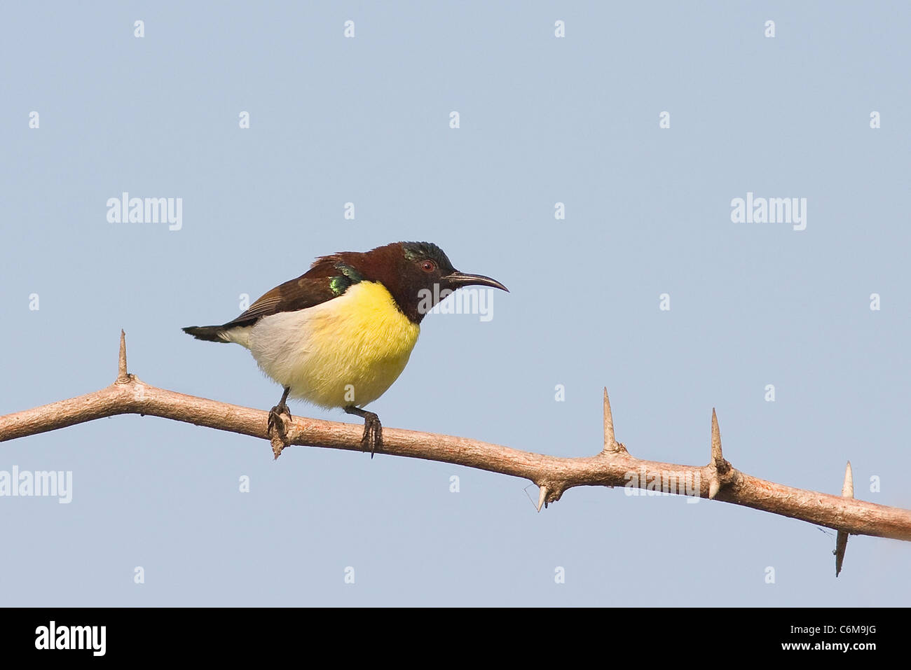 Indian sunbird hi-res stock photography and images - Alamy