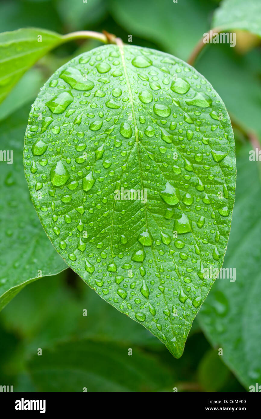 Water dribble hi-res stock photography and images - Alamy