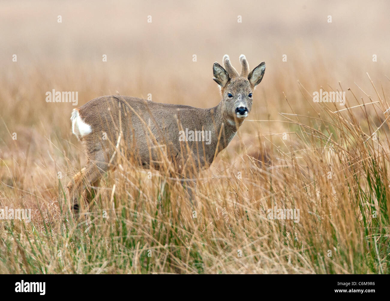 Roe deer scotland hi-res stock photography and images - Alamy
