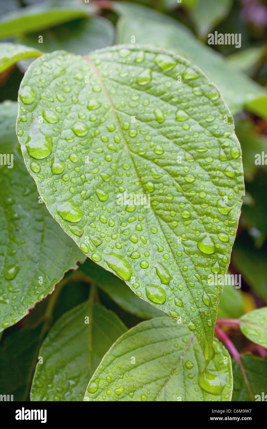 Water dribble hi-res stock photography and images - Alamy
