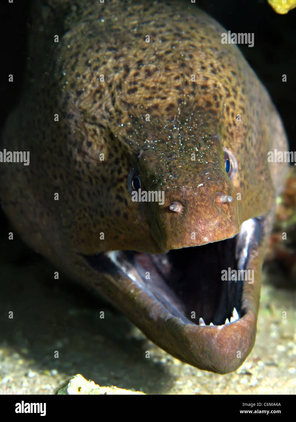 Giant Moray (Gymnothorax javanicus Stock Photo - Alamy