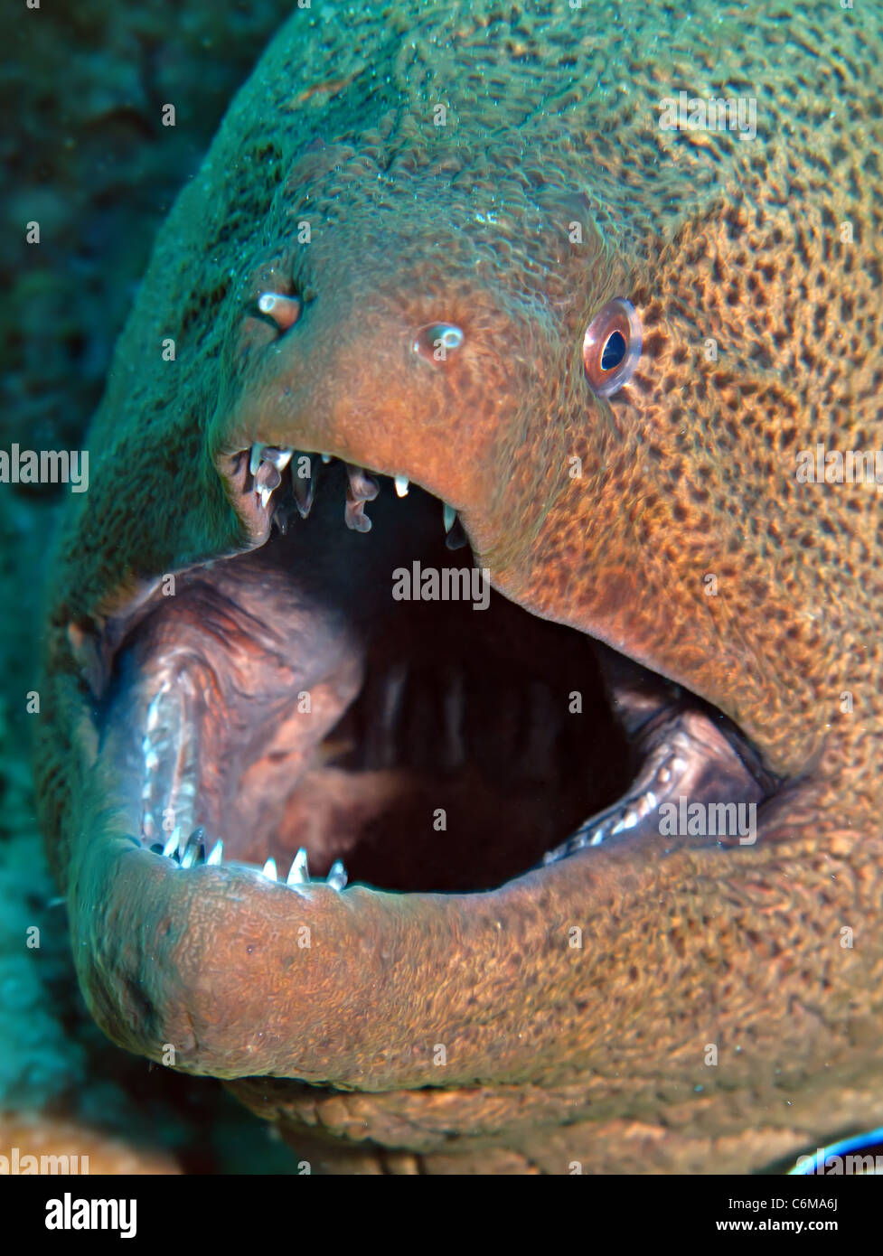 Giant Moray (Gymnothorax javanicus Stock Photo - Alamy