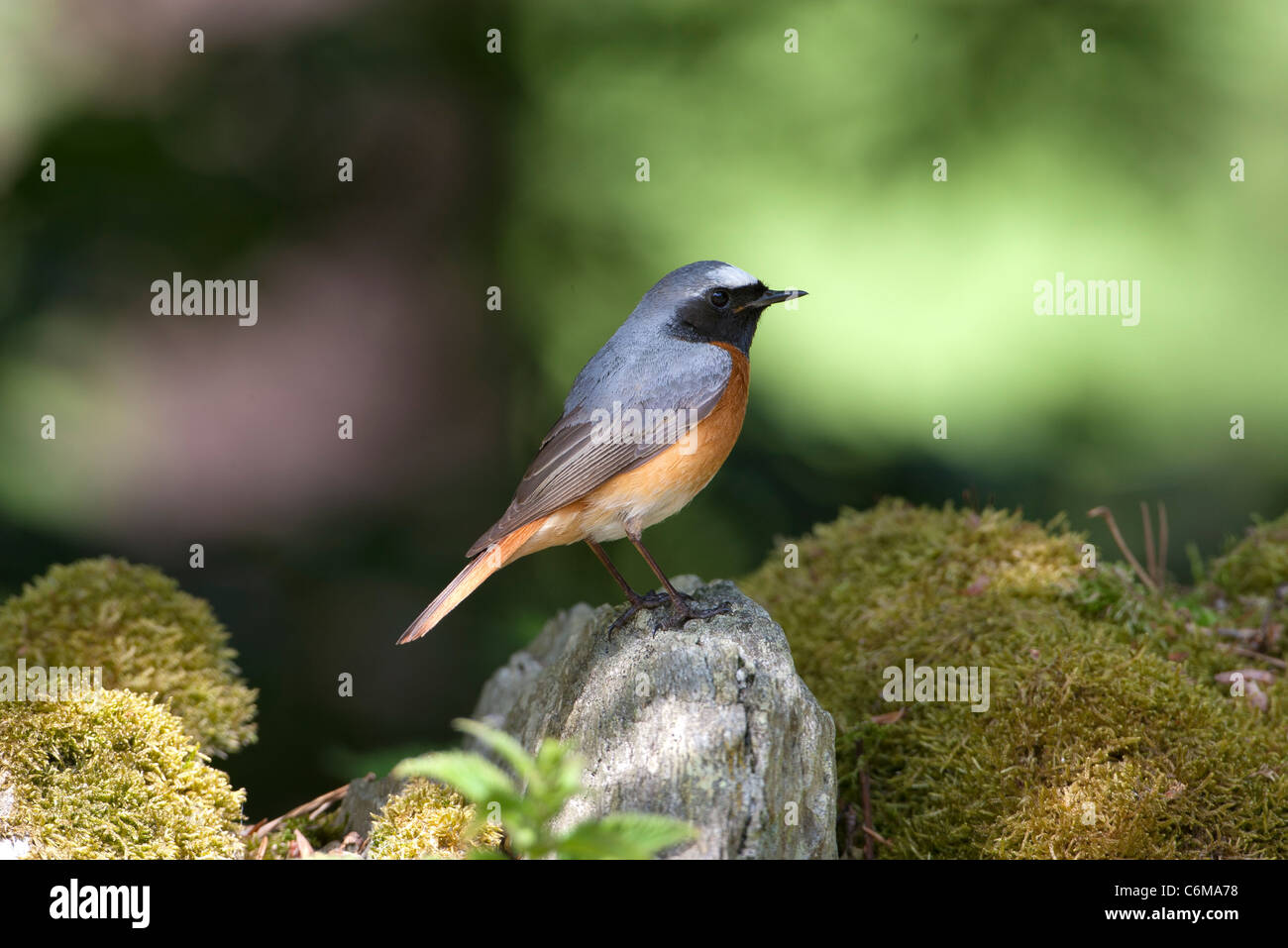 Redstart bird uk hi-res stock photography and images - Alamy