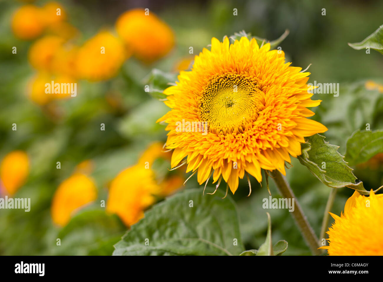 Closeup of a yellow daisy (ornamental sunflower) outdoor Stock Photo ...