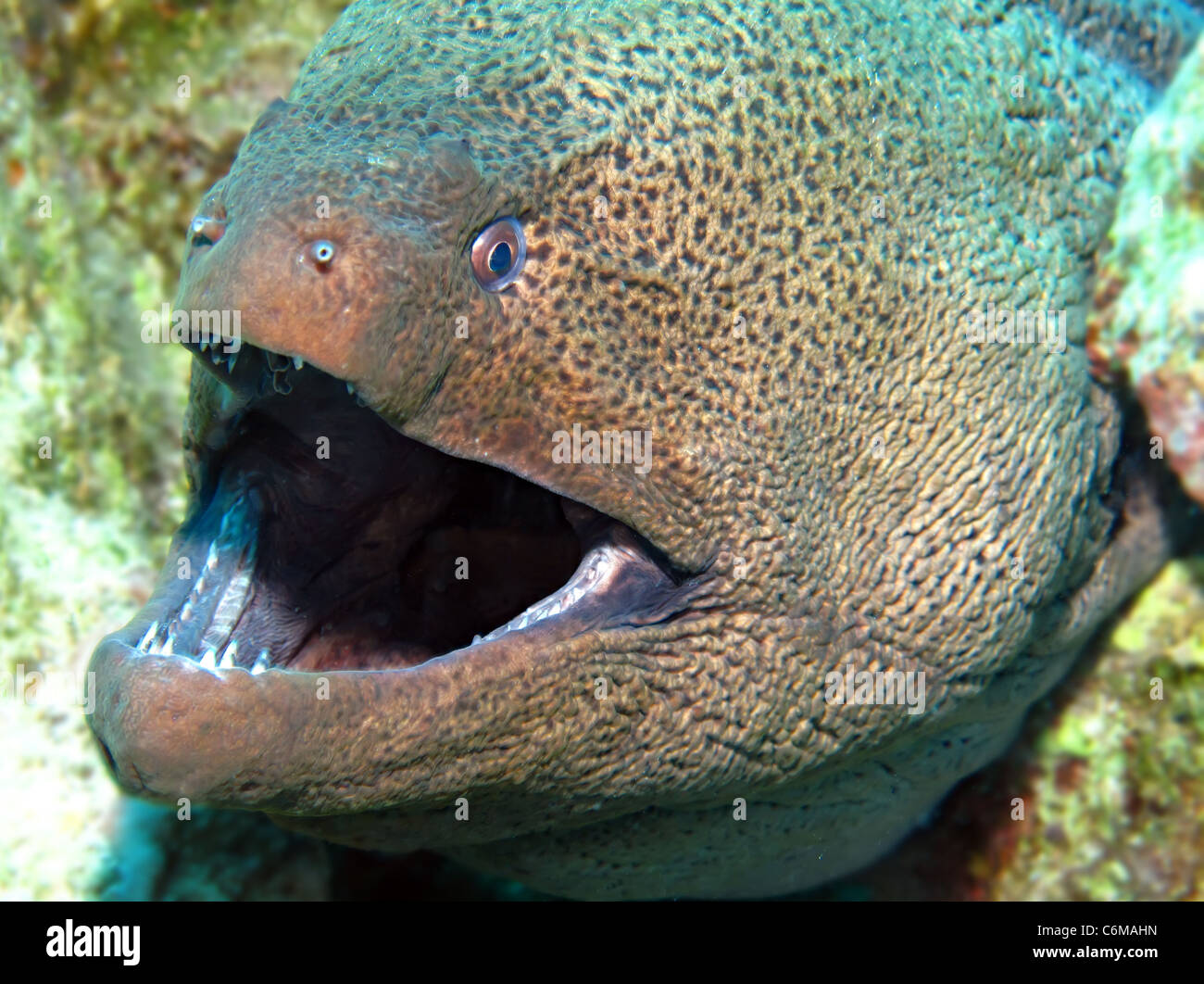 Giant Moray (Gymnothorax javanicus Stock Photo - Alamy
