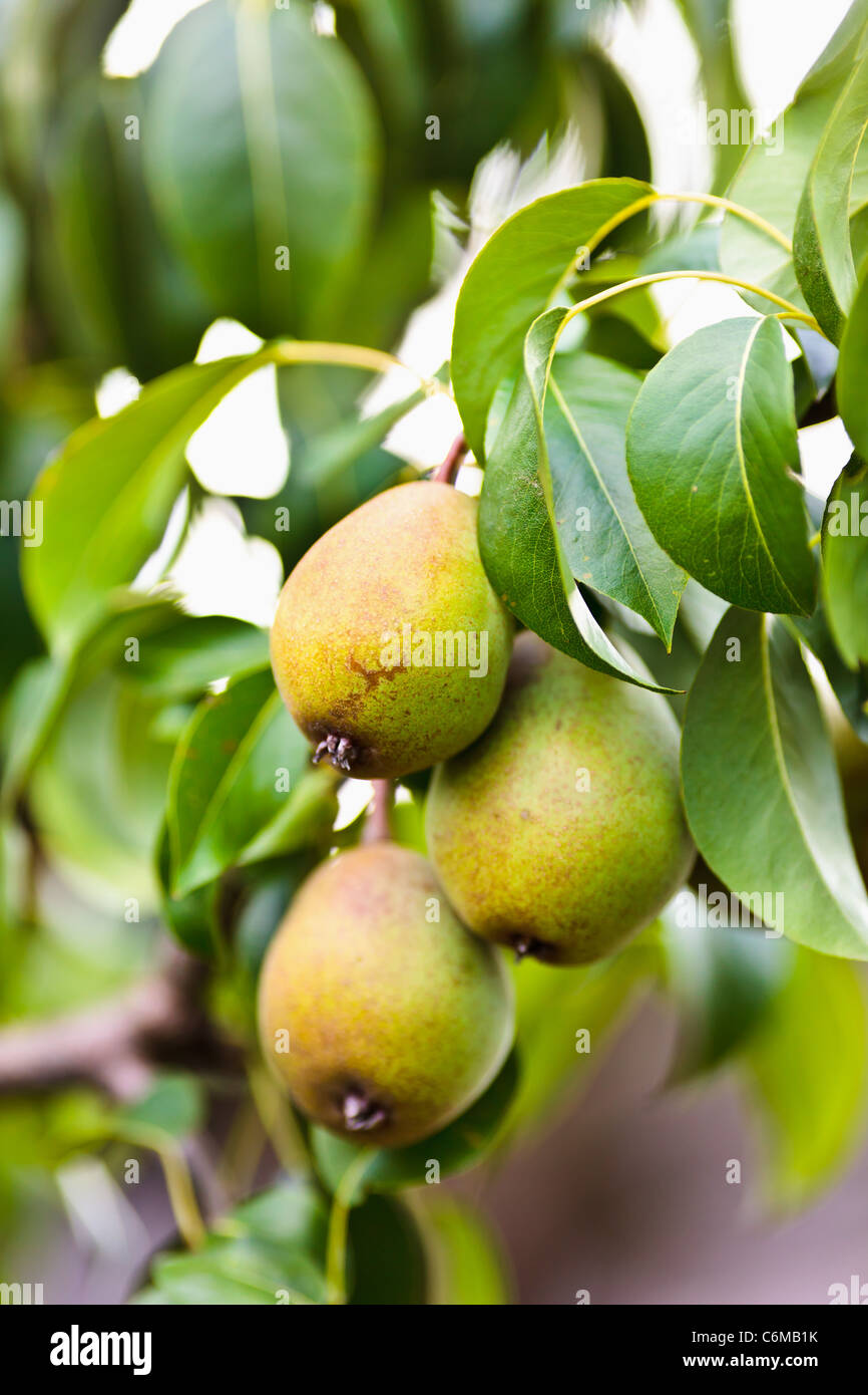 Closeup of a bunch of pears on a branch in an orchard Stock Photo - Alamy