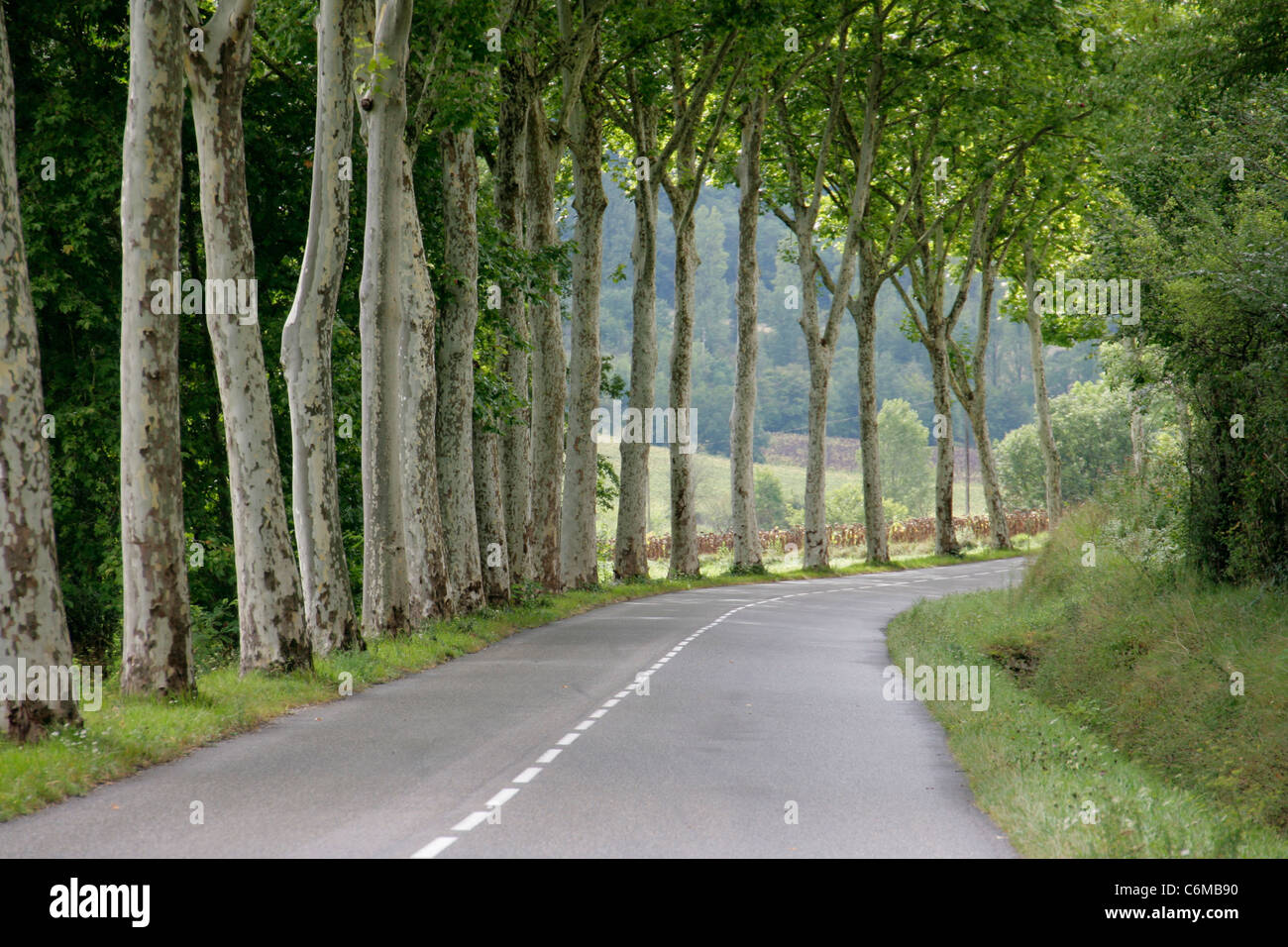 section of French road with typically lined with plane trees Stock ...
