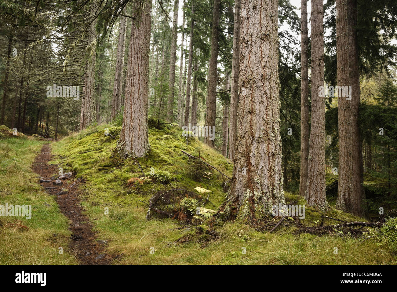 A path disappears into the distance in a pine forest in Scotland Stock ...