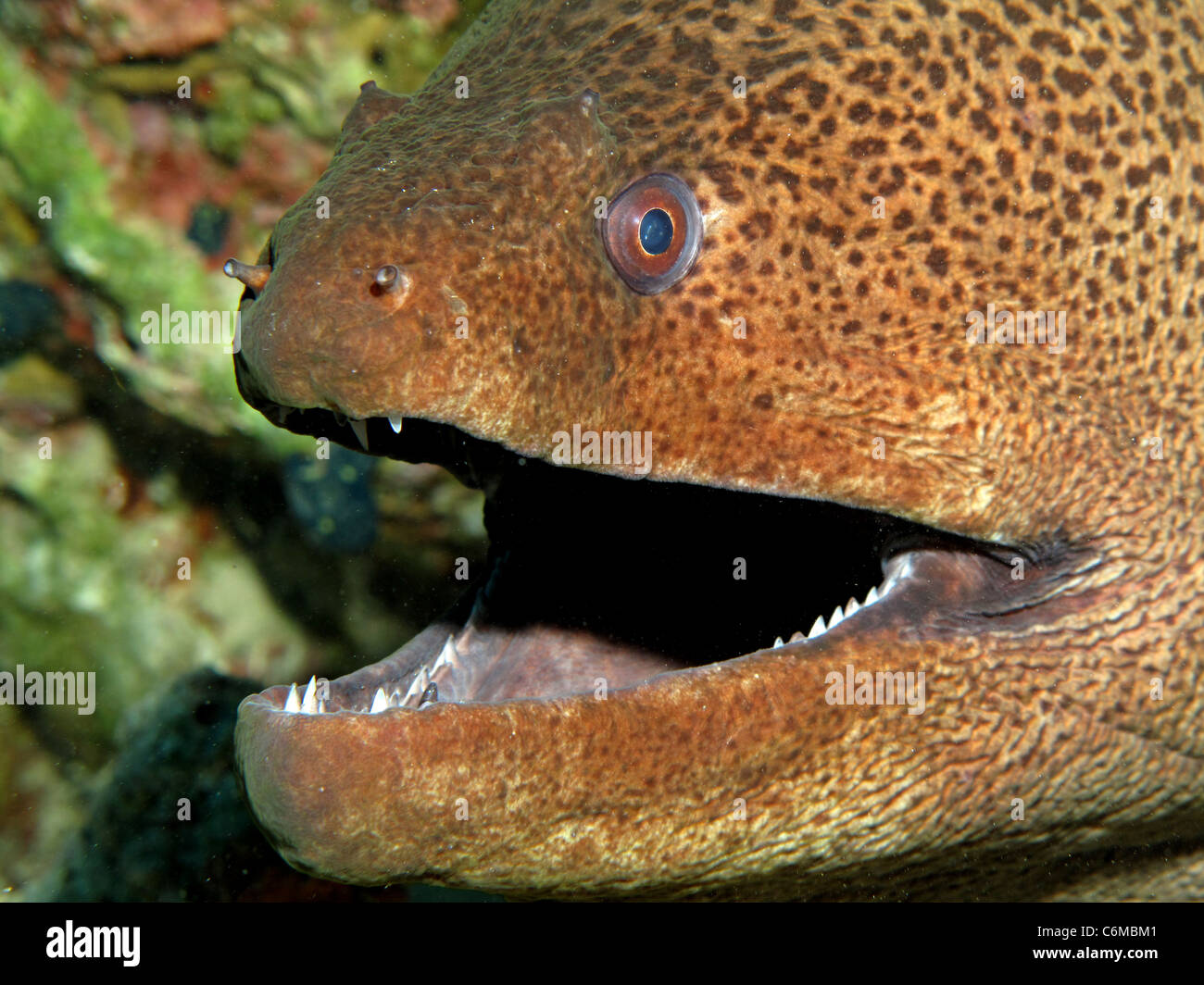 Giant Moray (Gymnothorax javanicus Stock Photo - Alamy