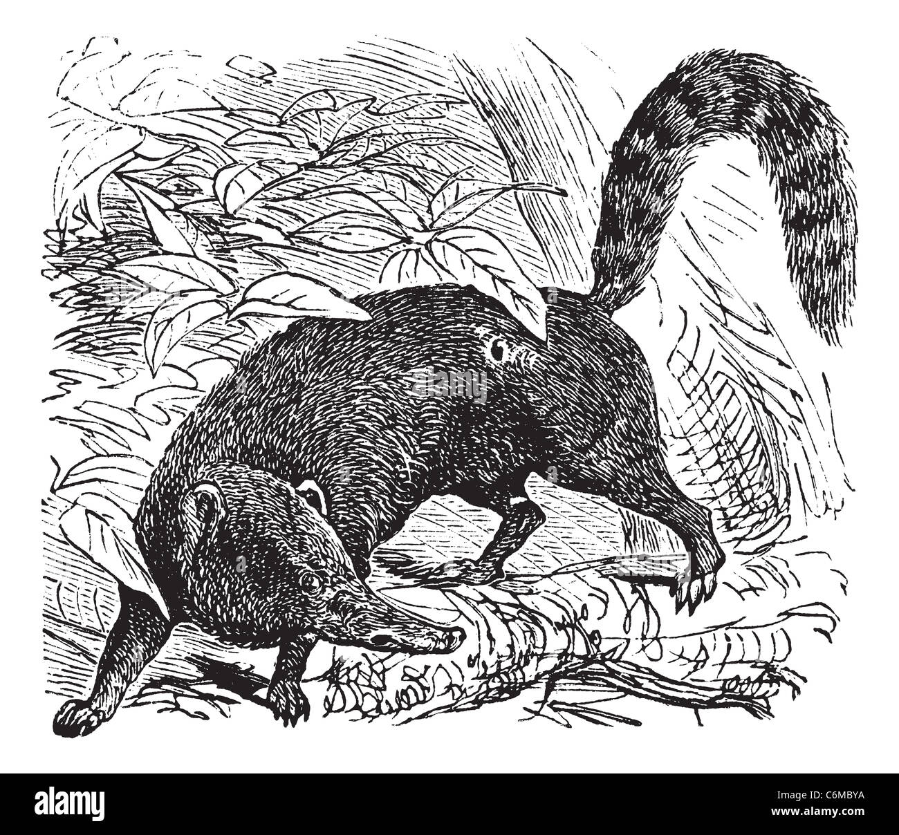 Ring-tailed Coati or South American Coati or Nasua nasua, vintage ...