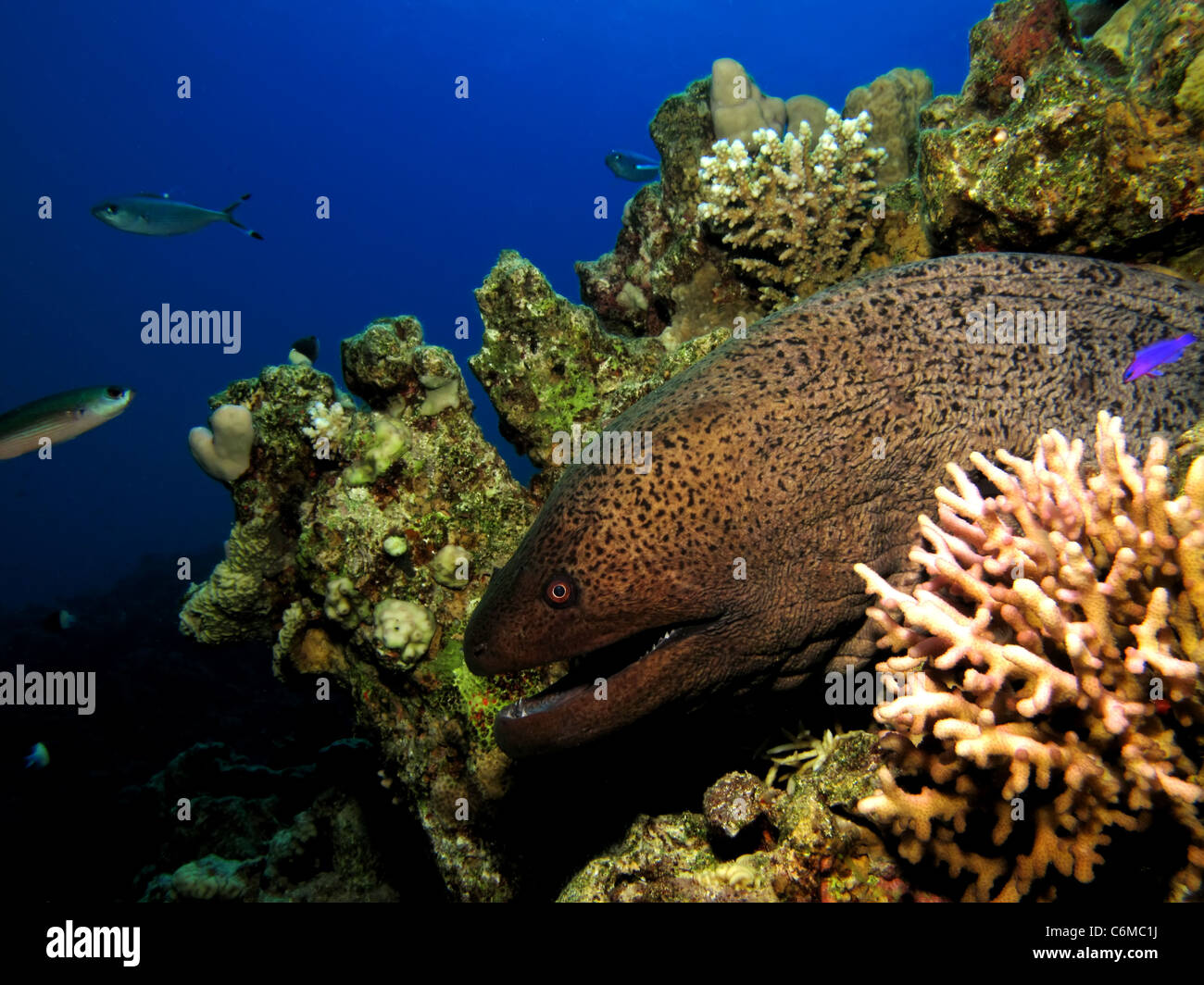 Giant Moray (Gymnothorax javanicus Stock Photo - Alamy