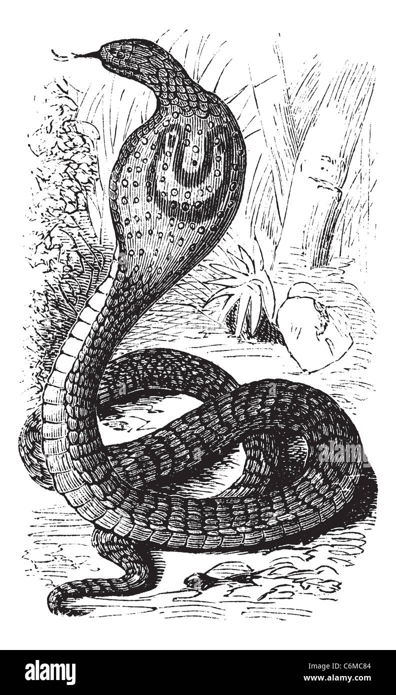 Indian Cobra or Spectacled Cobra or Naja naja, vintage engraving. Old ...