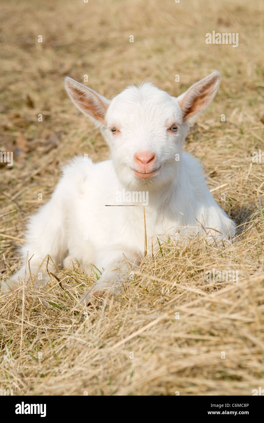 Young goat Stock Photo - Alamy