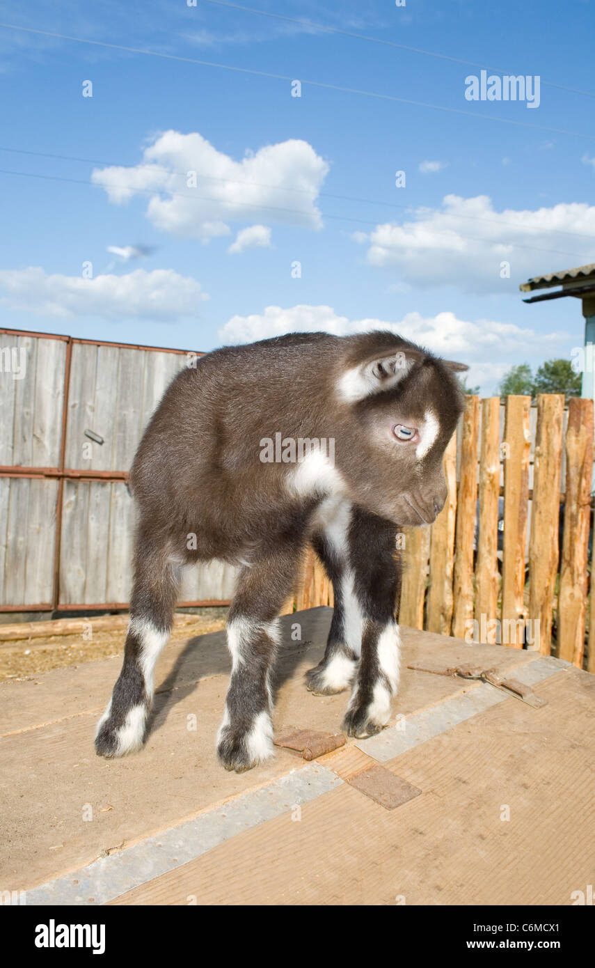 Goat in ranch hi-res stock photography and images - Alamy