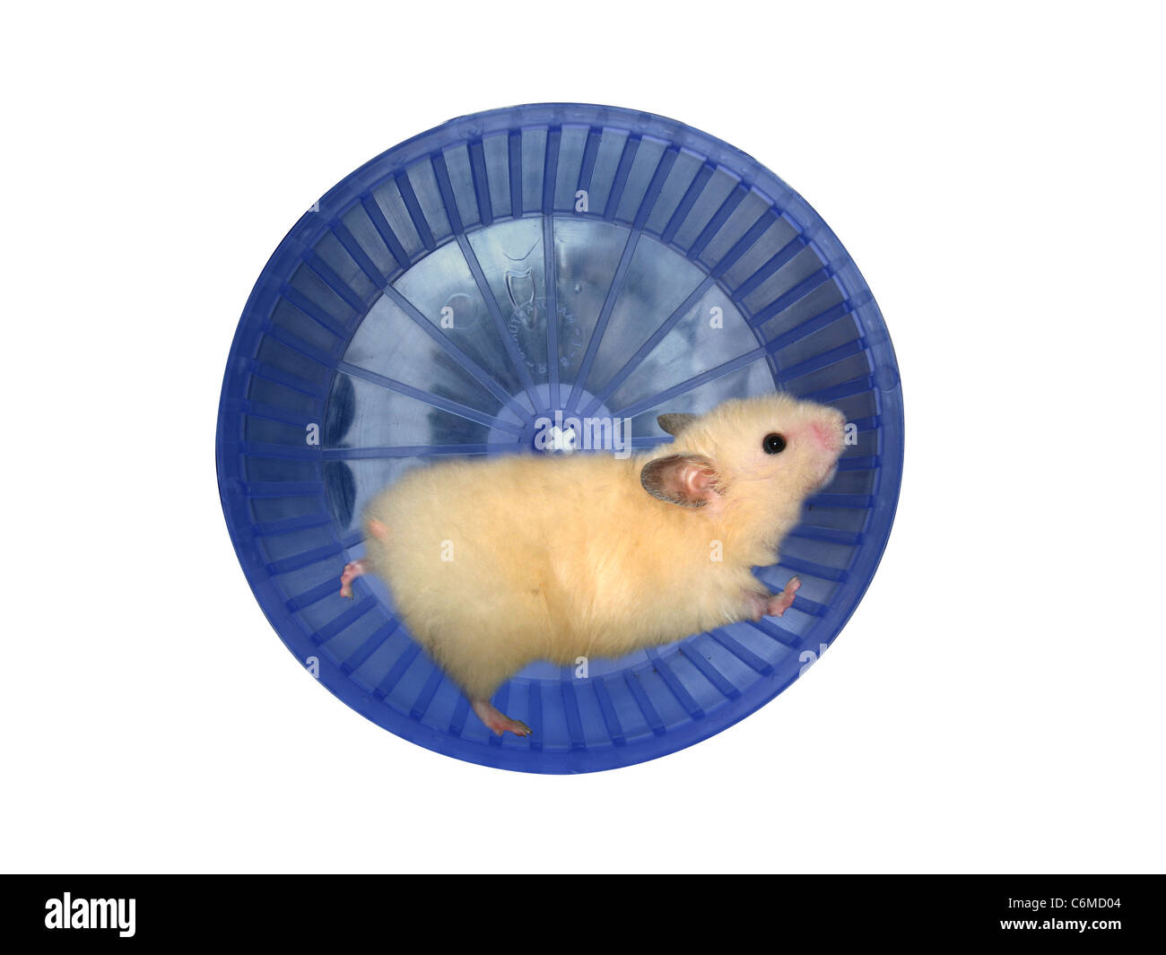 Hamster Wheel High Resolution Stock Photography and Images - Alamy