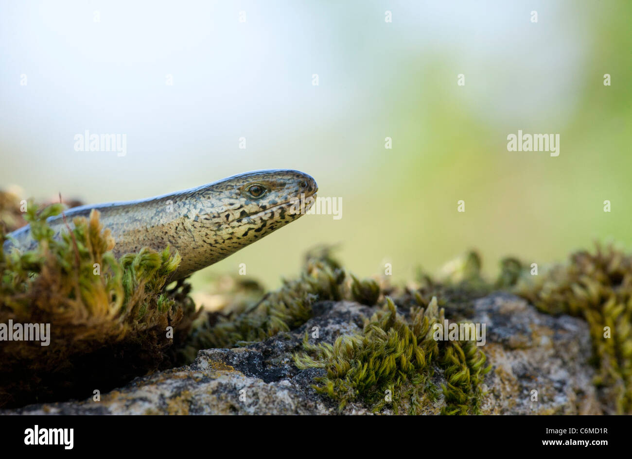 Anguis fragilis Slow worm close-up Stock Photo - Alamy