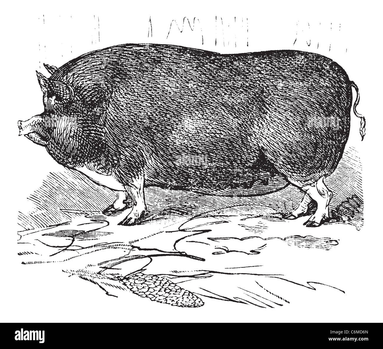 Sus bucculentus hi-res stock photography and images - Alamy