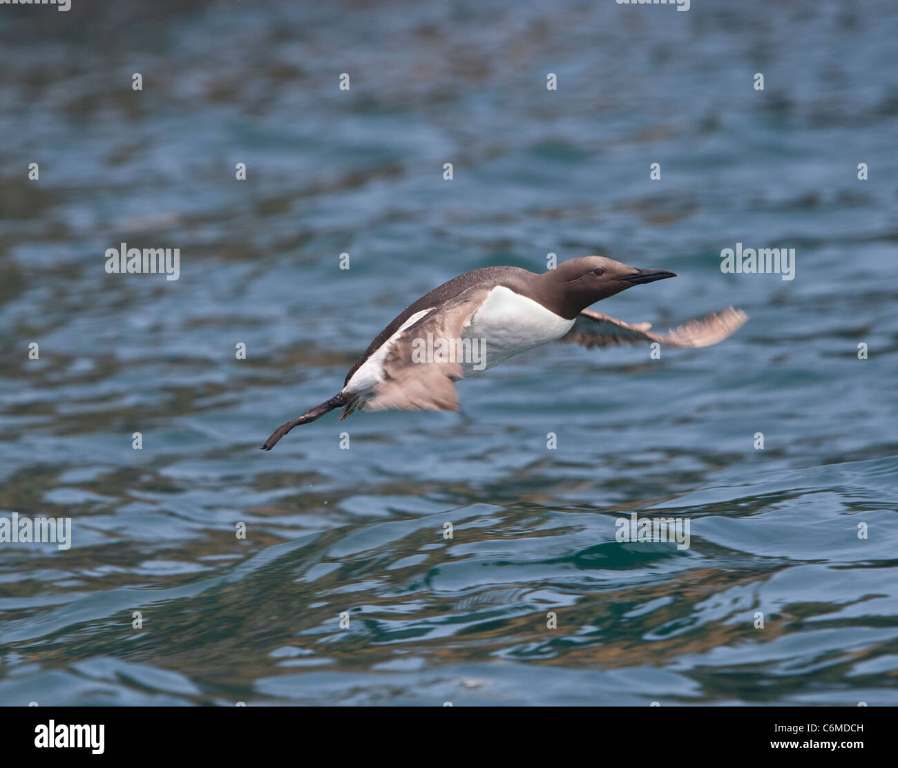 Uria aalge - common guillemot in flight Stock Photo - Alamy