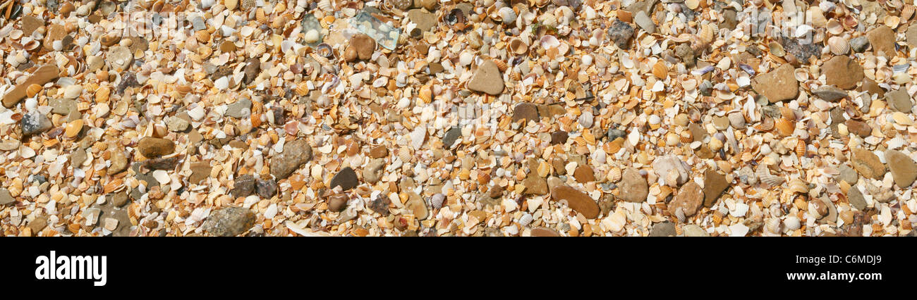 Many colored shells on the sea sand Stock Photo - Alamy