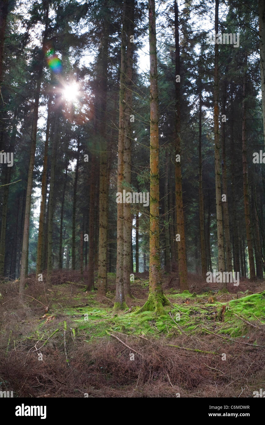 Sunlight filters through trees in a dense forest. Intentional lens ...