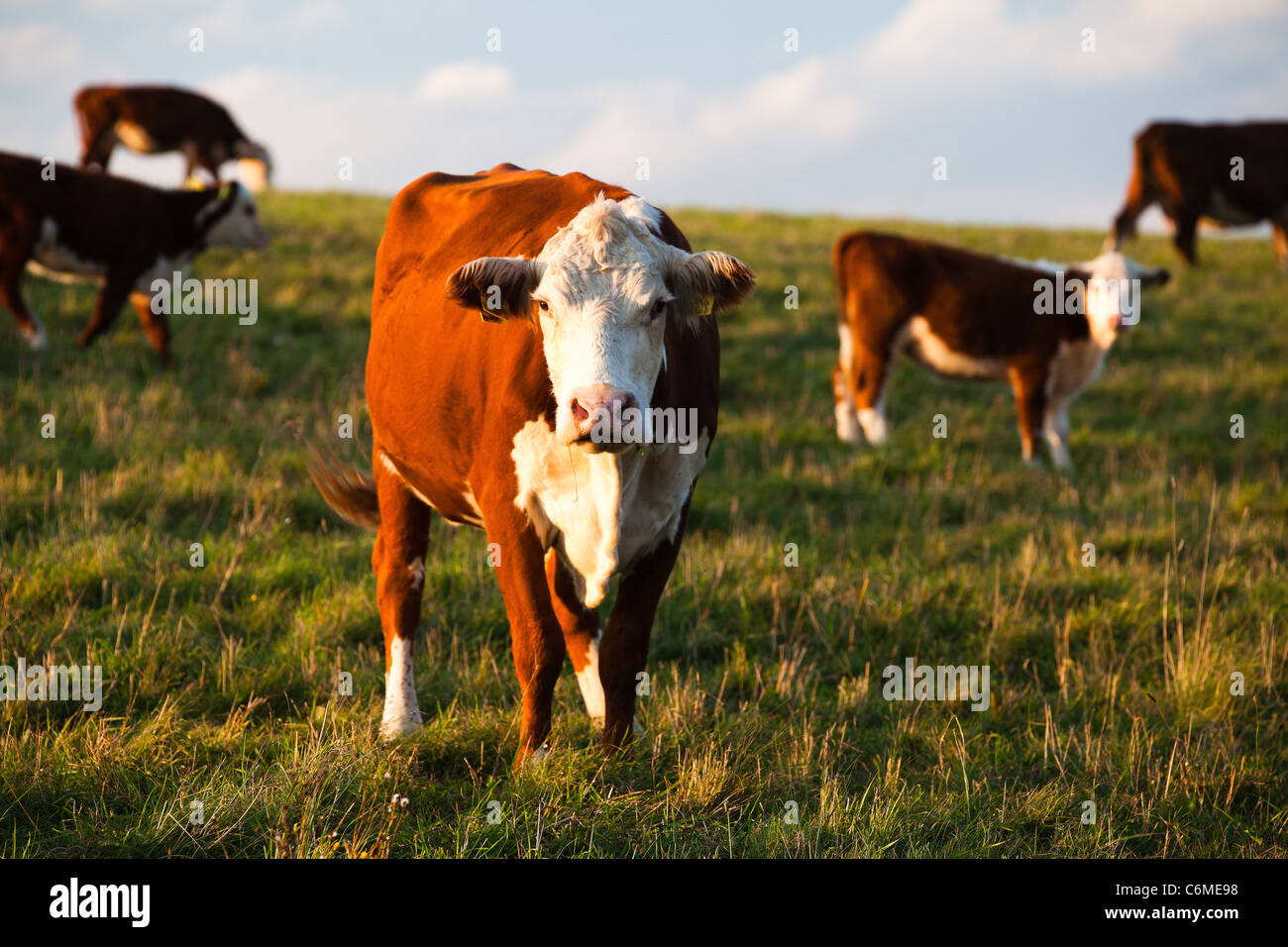 The Cows on a summer pasture Stock Photo - Alamy