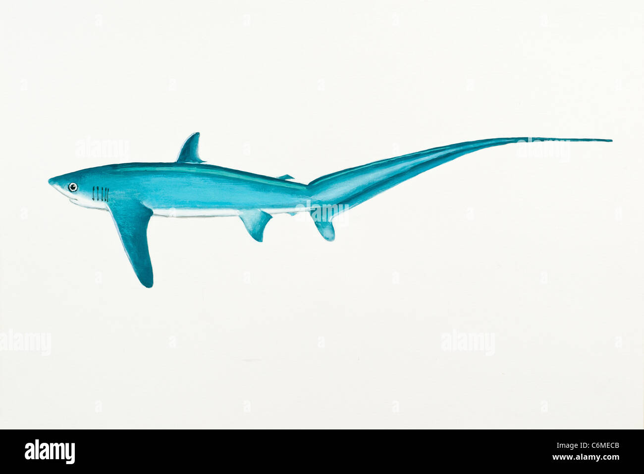 Pelagic thresher shark, Alopias pelagicus Alopiidae Stock Photo - Alamy