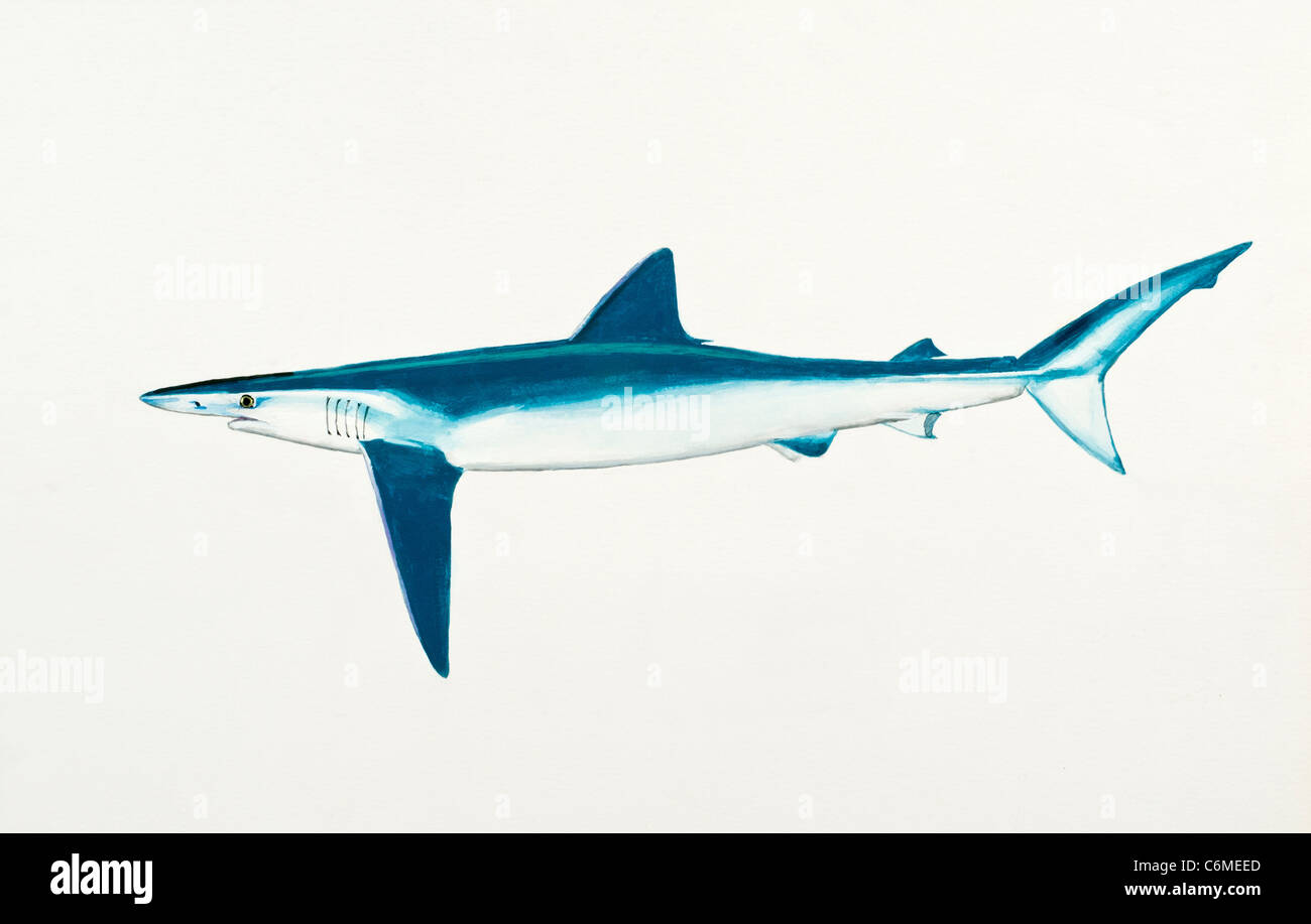 Blue shark Prionace glauca, Elasmobranchii, Carcharhiniformes ...