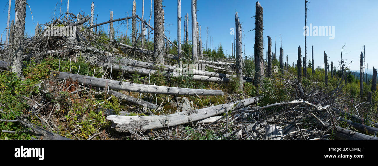 Bavarian Forest National Park, Germany, panoramic image Stock Photo - Alamy