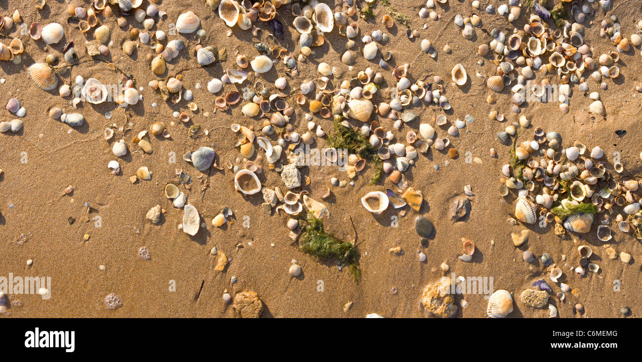 Colored shell hi-res stock photography and images - Alamy