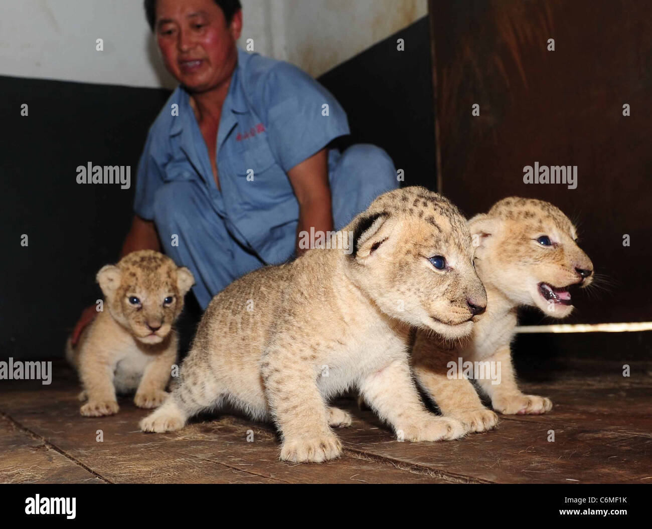 Lion cubs born at Nanshan Zoo in China China's Nanshan Zoo in Yantai ...