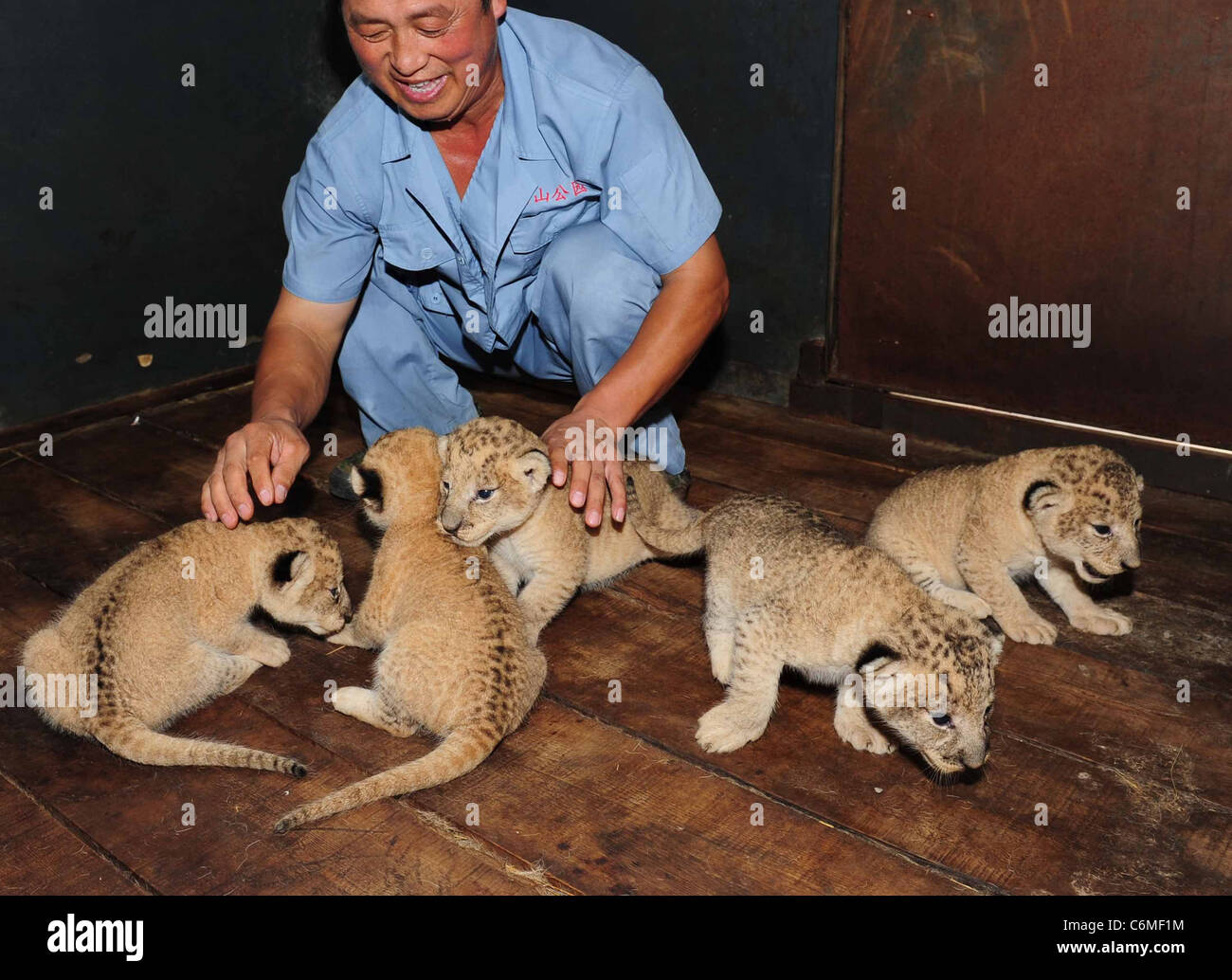 Lion cubs born at Nanshan Zoo in China China's Nanshan Zoo in Yantai ...
