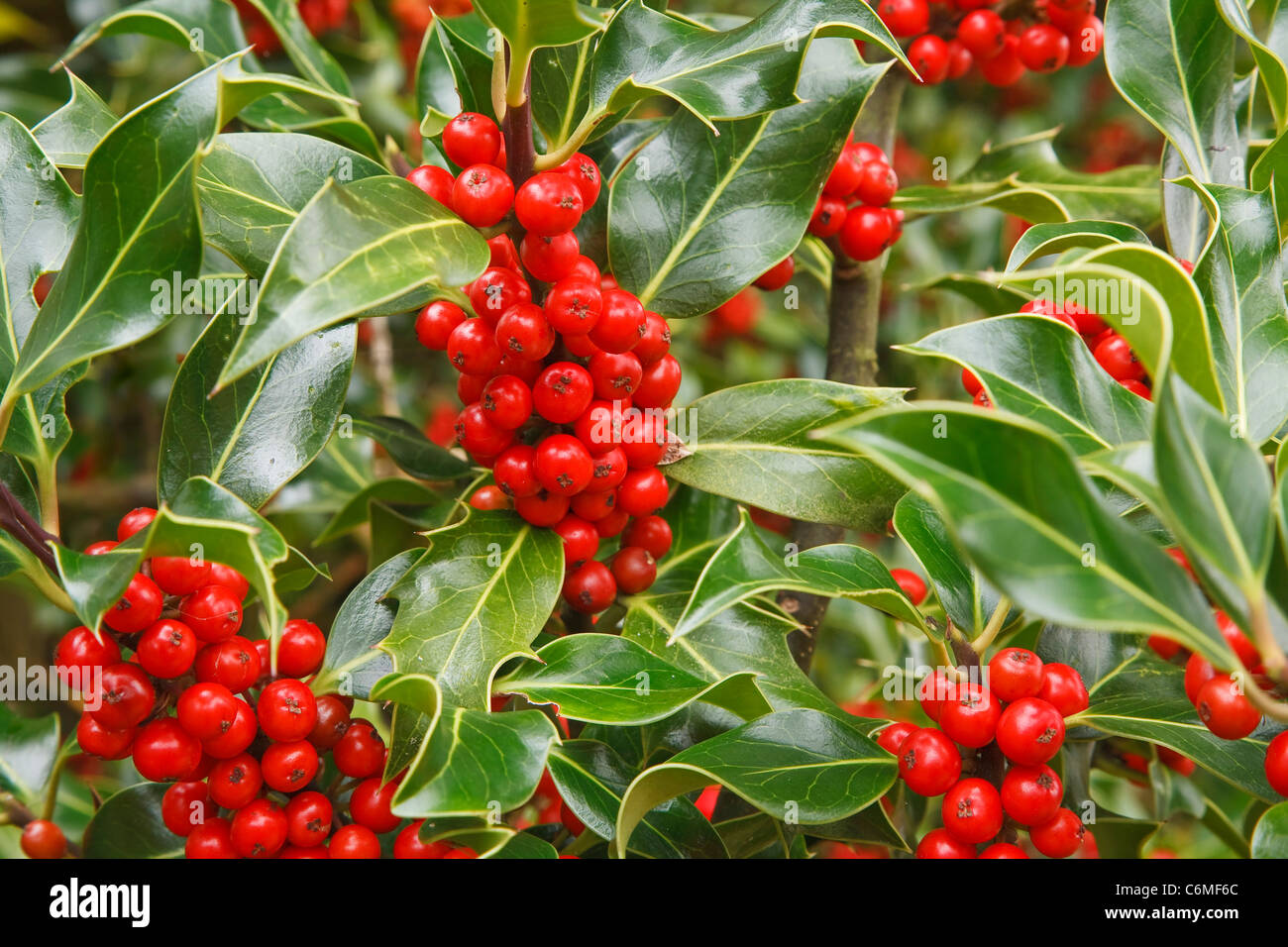 Holly bush hi-res stock photography and images - Alamy