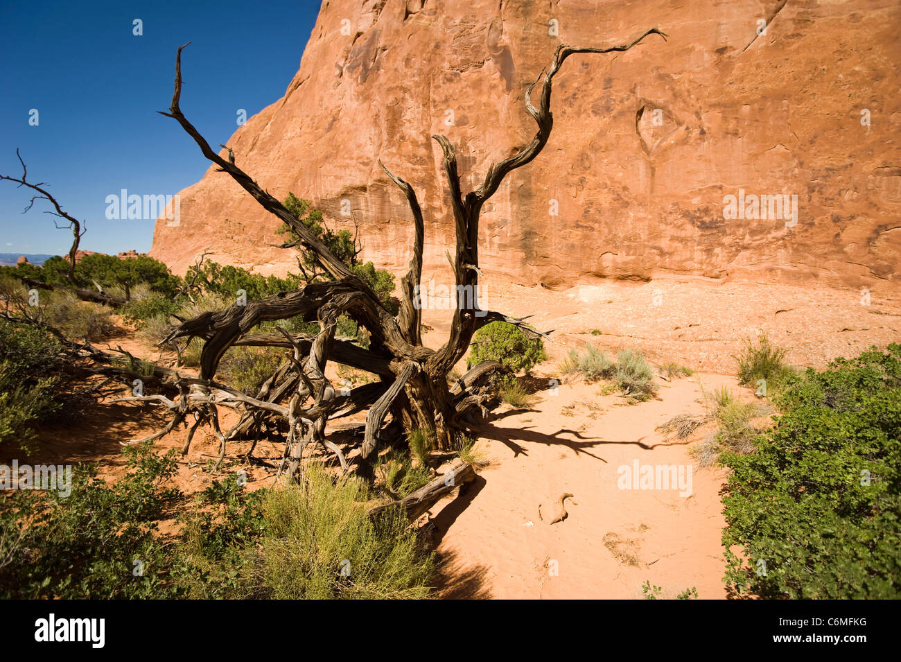 Dead tree in Arches National Park 2 Stock Photo - Alamy