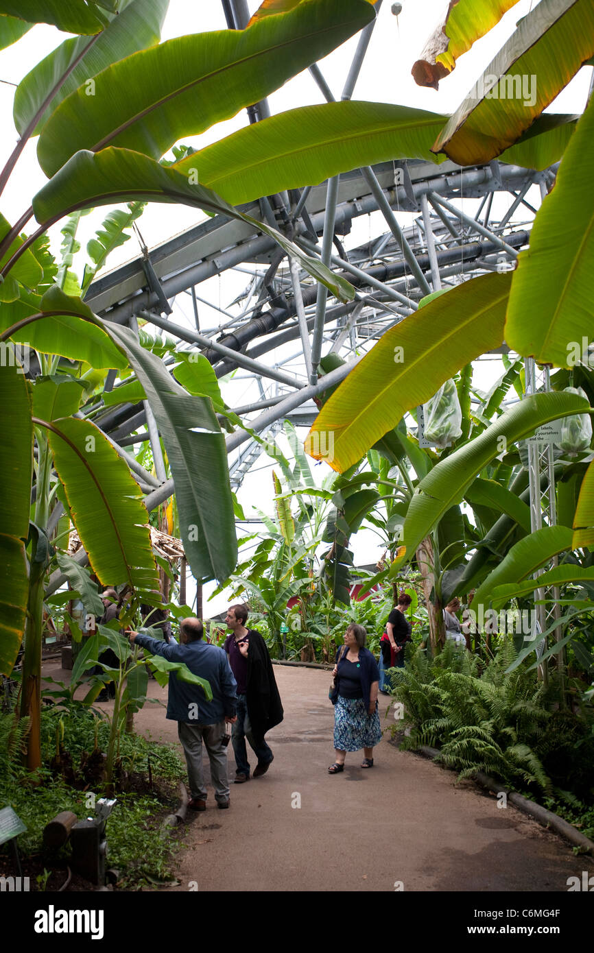 The Tropical Biome at the Eden Project. Photo:Jeff Gilbert Stock Photo ...