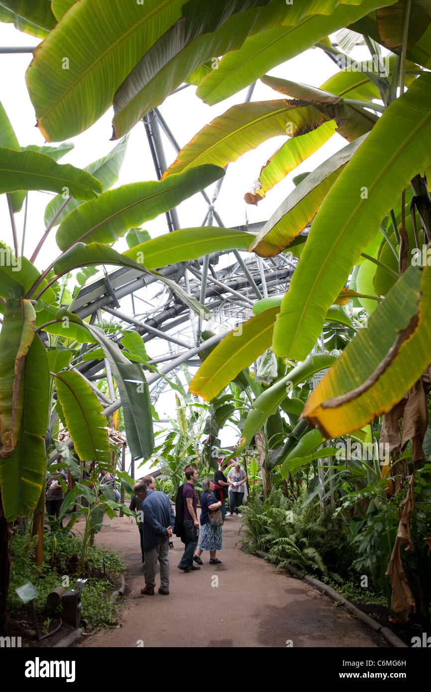 Eden project tropical dome hi-res stock photography and images - Alamy