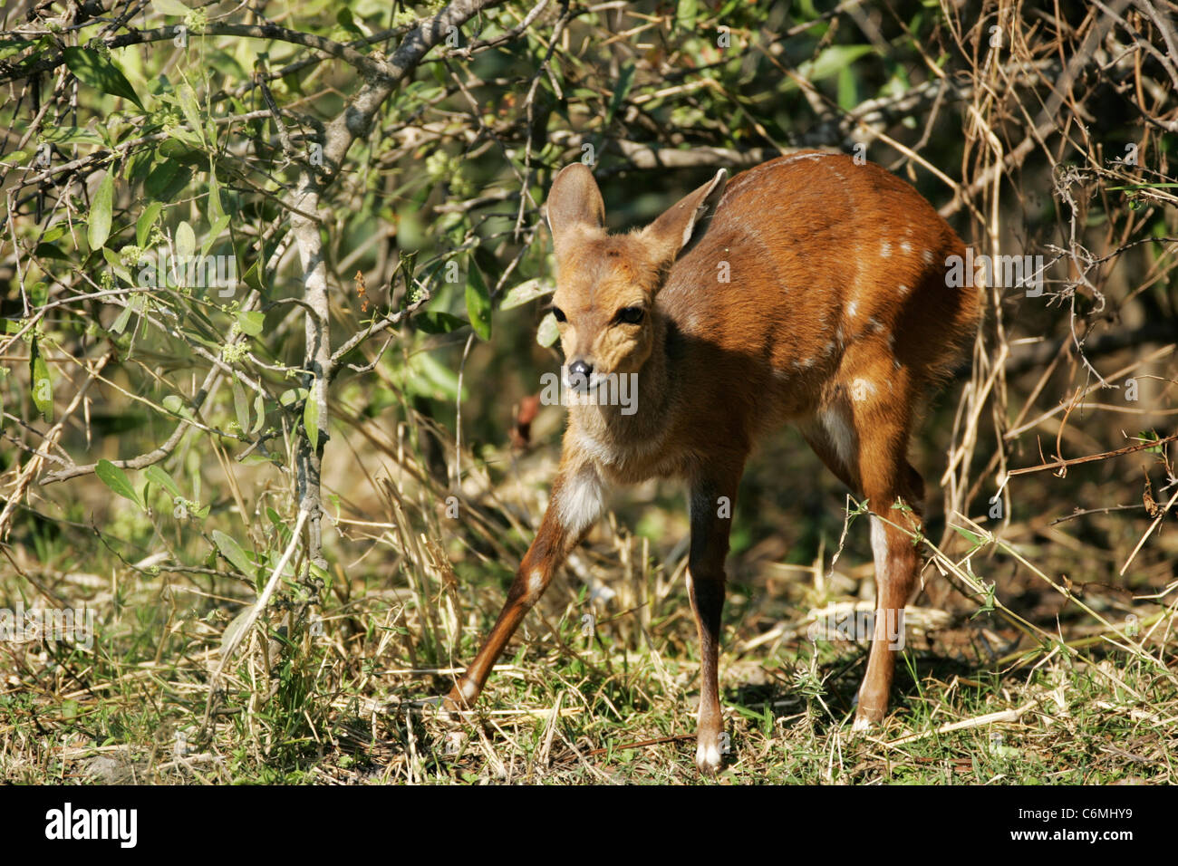 Baby bushbuck female hi-res stock photography and images - Alamy