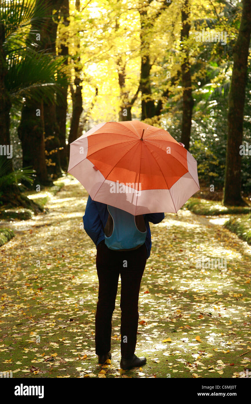 Woman walking alone with umbrella in footpath surrounded by ginkgo ...