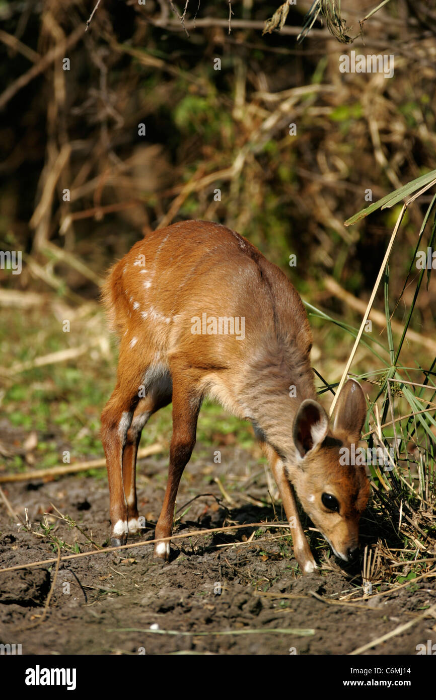 Baby Bushbuck