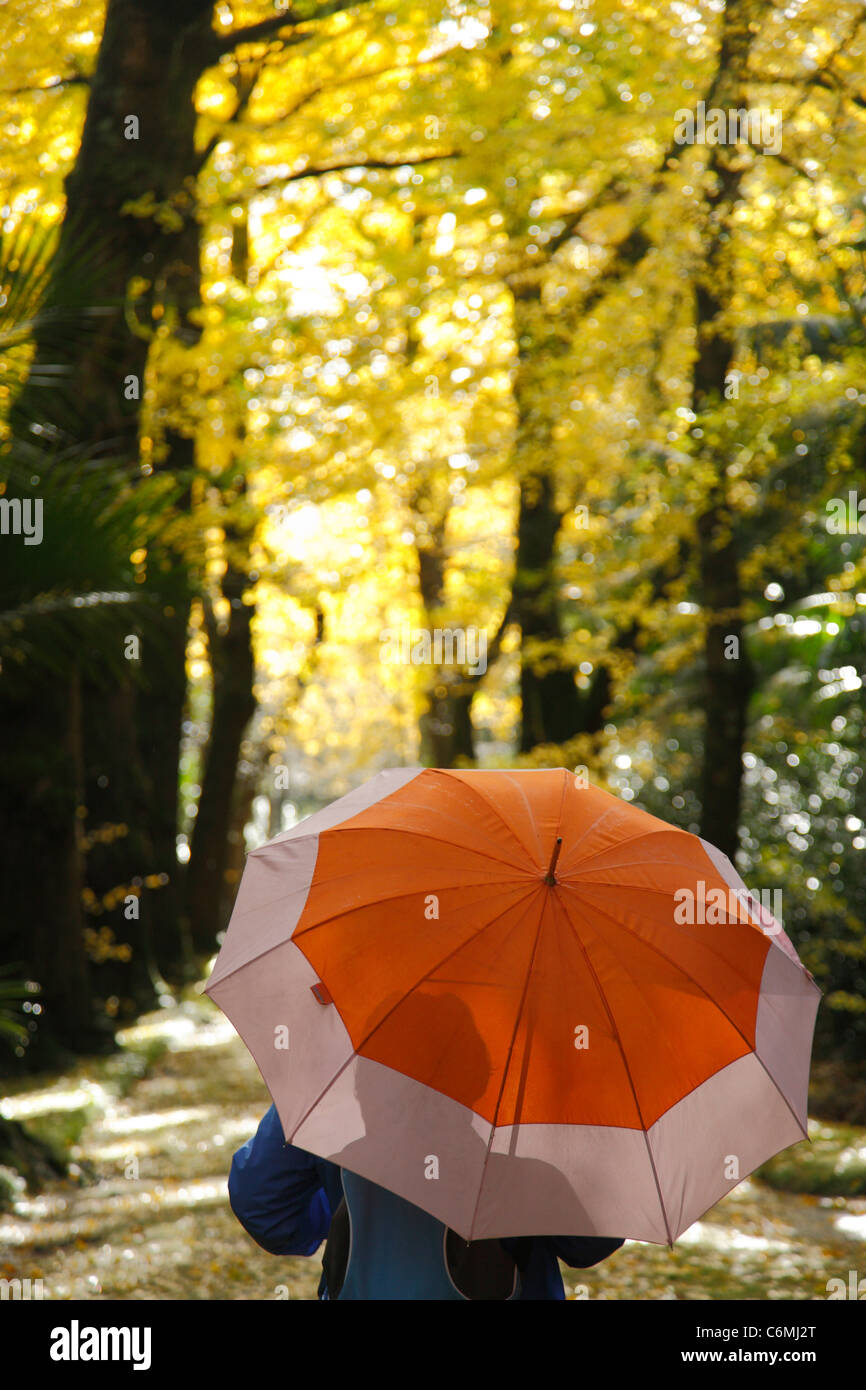 Woman walking alone with umbrella in footpath surrounded by ginkgo ...