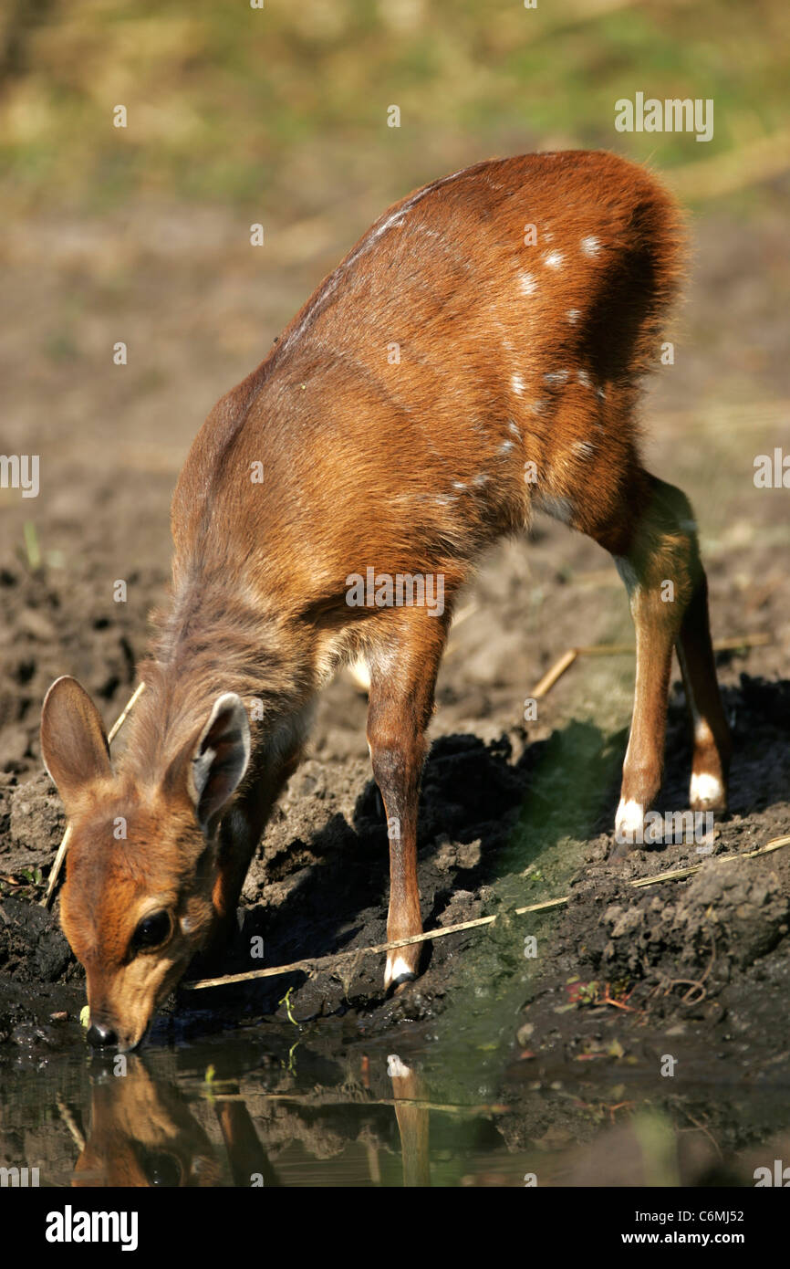 Young bushbuck female Stock Photo - Alamy