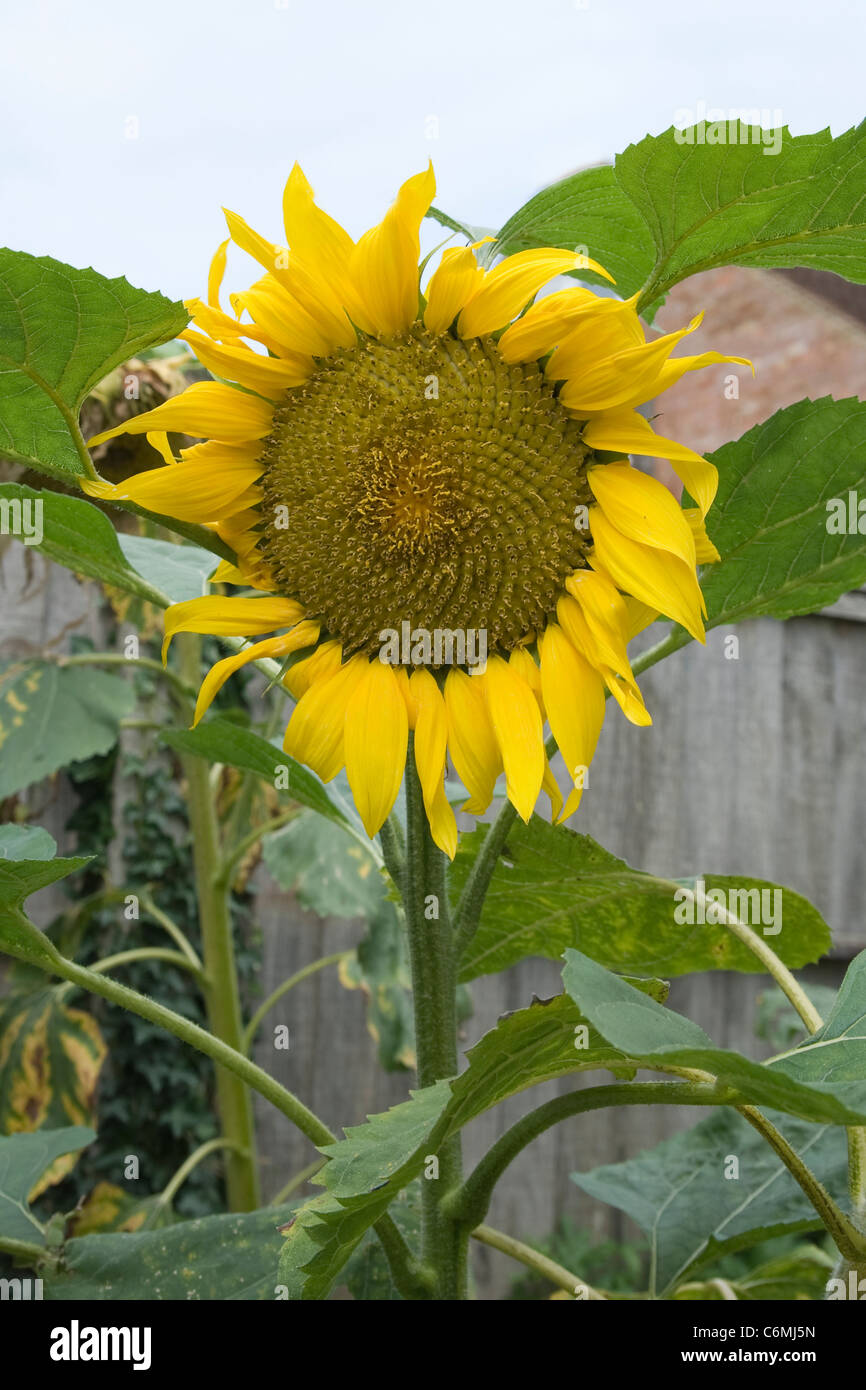 Sun flower hi-res stock photography and images - Alamy