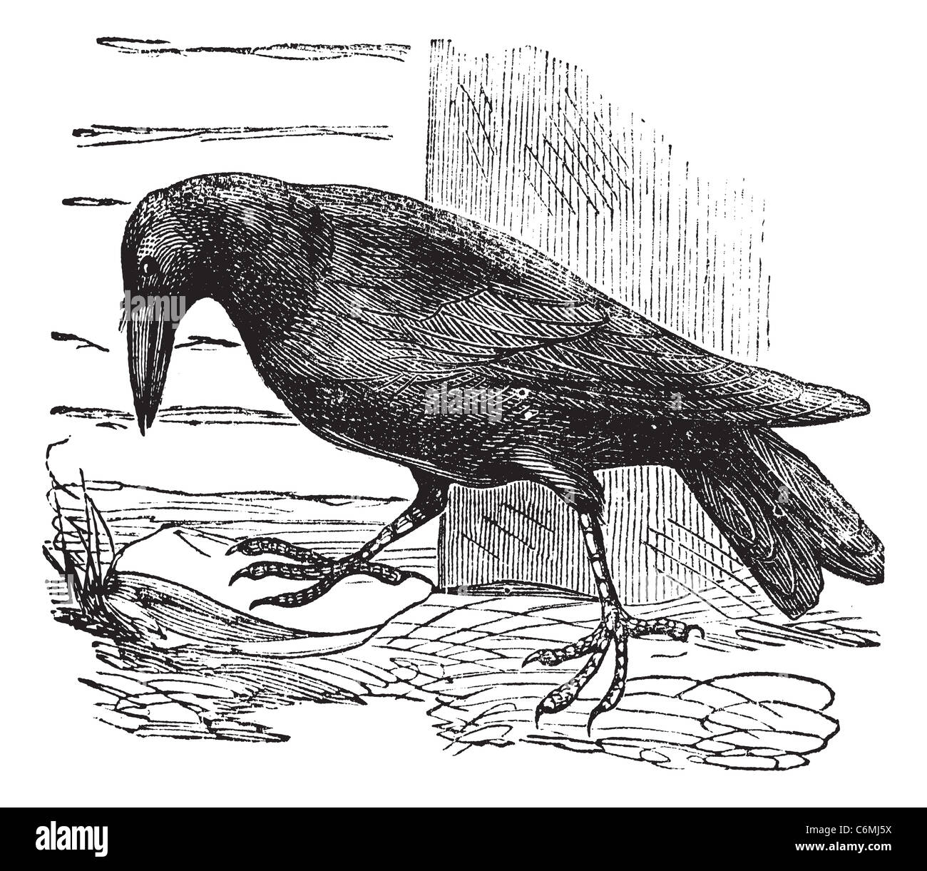 Raven or Corvus sp., vintage engraving. Old engraved illustration of a ...