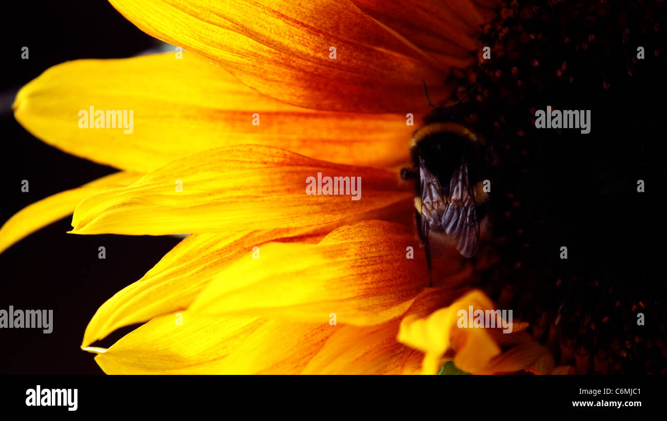 Fire sunflower hi-res stock photography and images - Alamy
