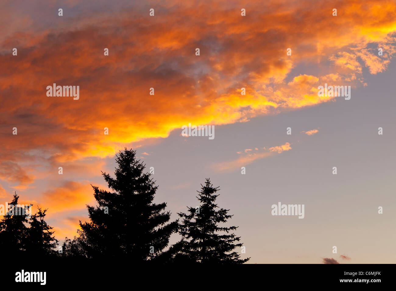 Alto sunset clouds over fir trees, Park City Utah USA Stock Photo - Alamy