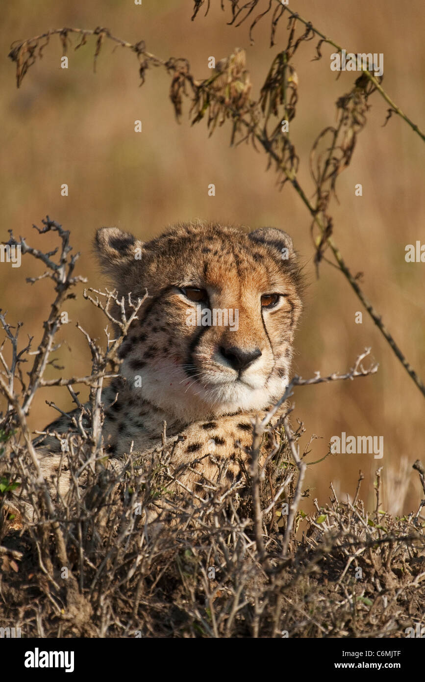 Cheetah portrait vertical hi-res stock photography and images - Alamy
