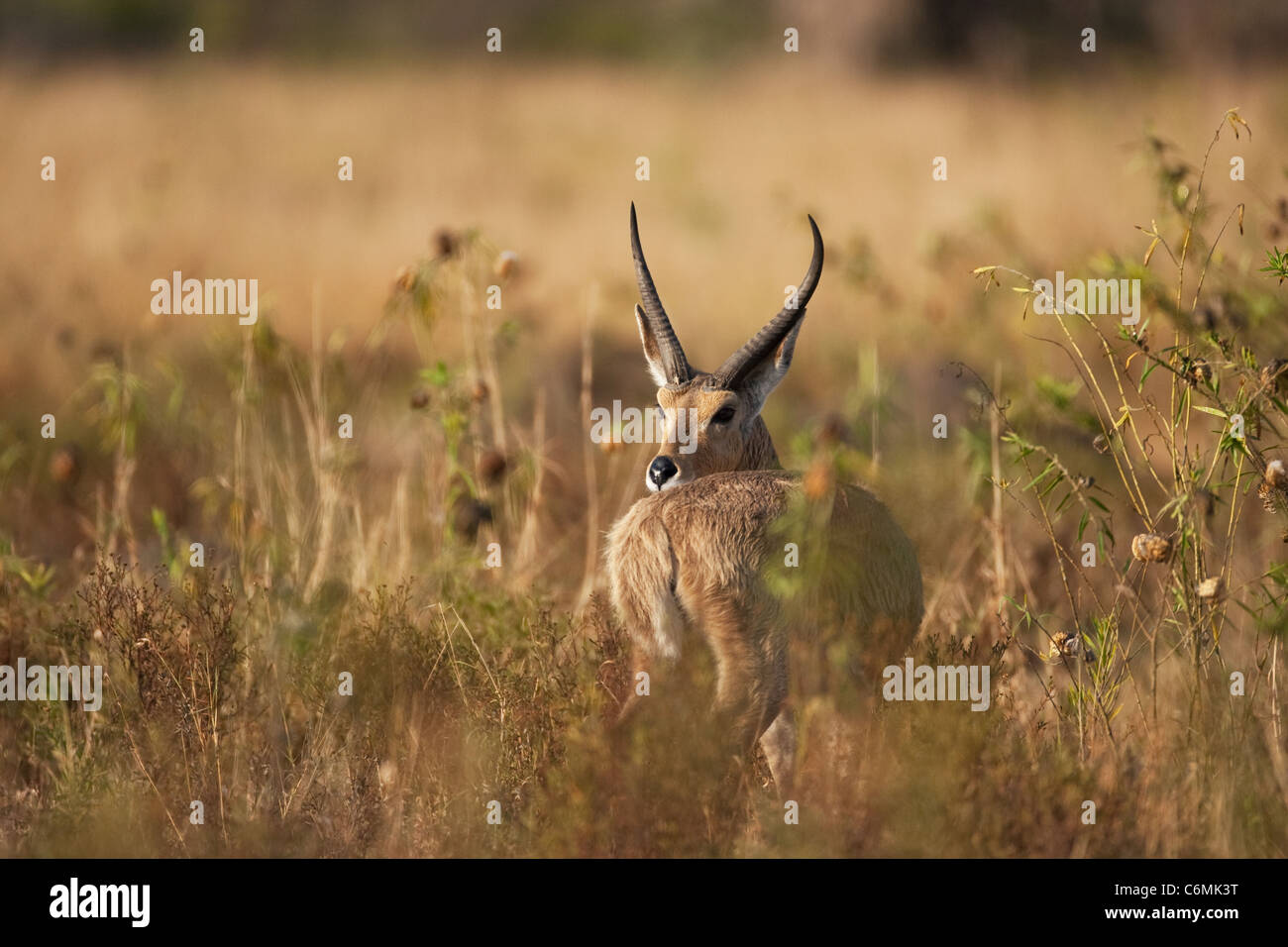 Common or southern reedbuck hi-res stock photography and images - Alamy