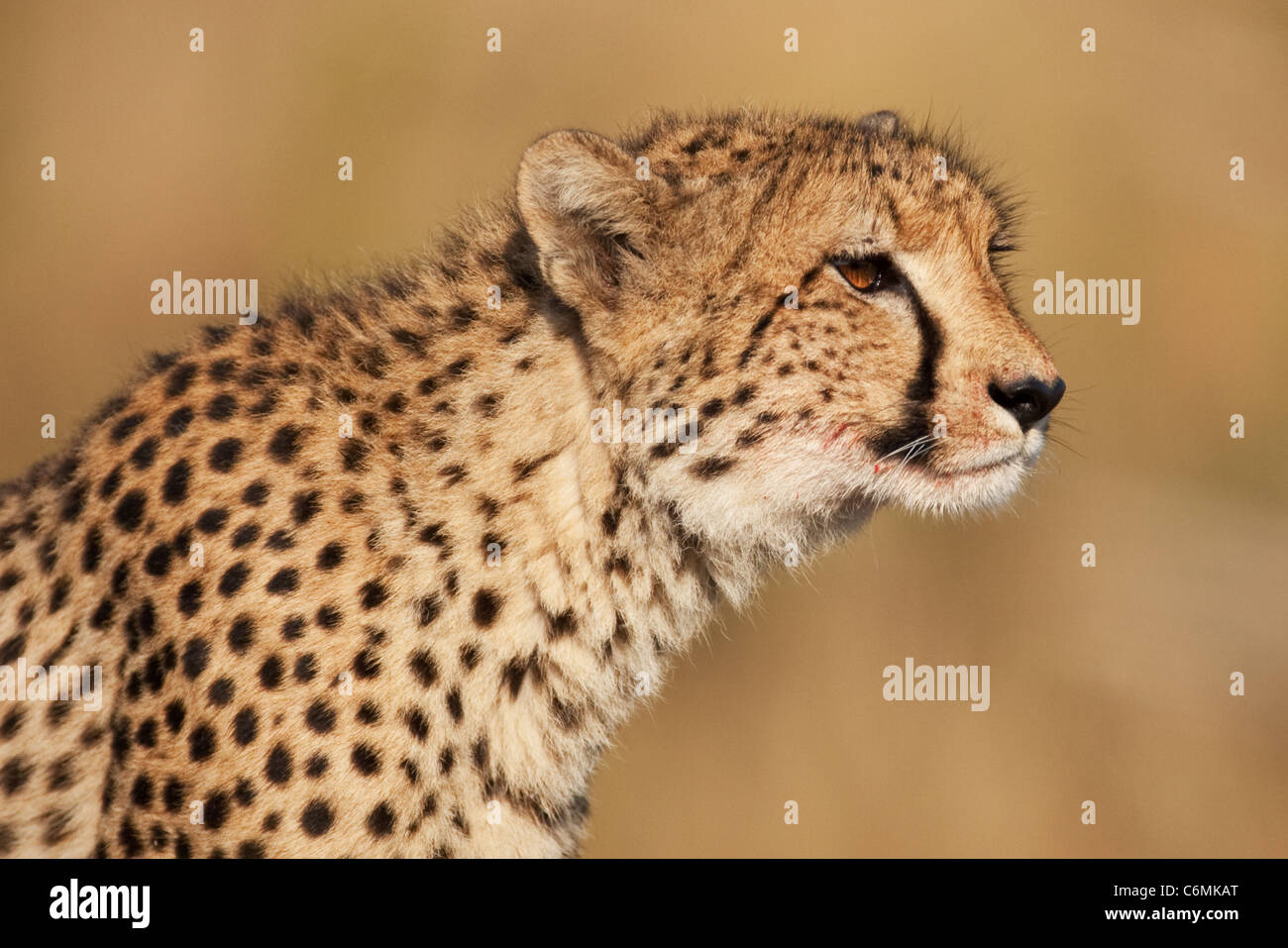 Cheetah side view portrait Stock Photo - Alamy
