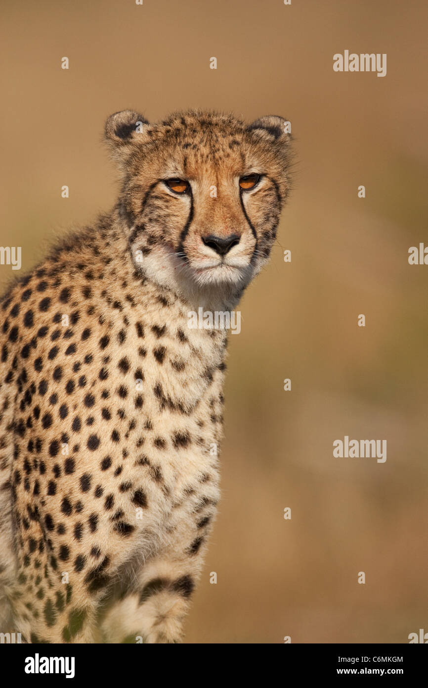 Cheetah portrait vertical hi-res stock photography and images - Alamy
